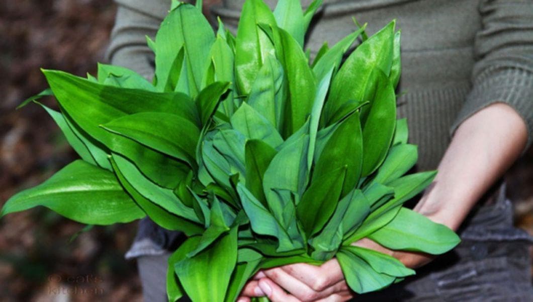 Leurda – Planta minune din pădure