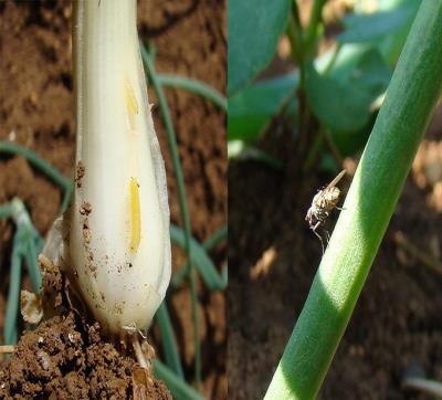 ATENȚIE! MUSCA CEPEI! Cum ne protejăm culturile de ceapă și usturoi de ...