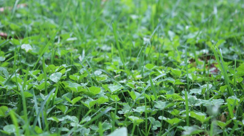 Alternative la gazon, fără întreținere și udare