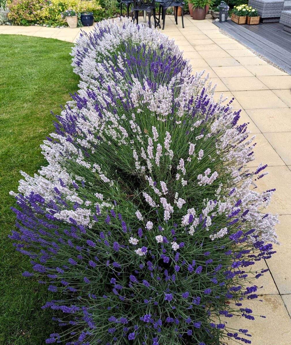 TOP 10 plante perene veșnic verzi. Înfumusețează casa și grădina 365 de ...